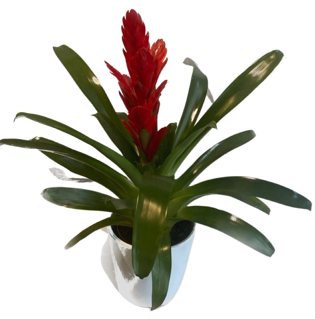 Bromelia in pot - Bloemen 7 Days