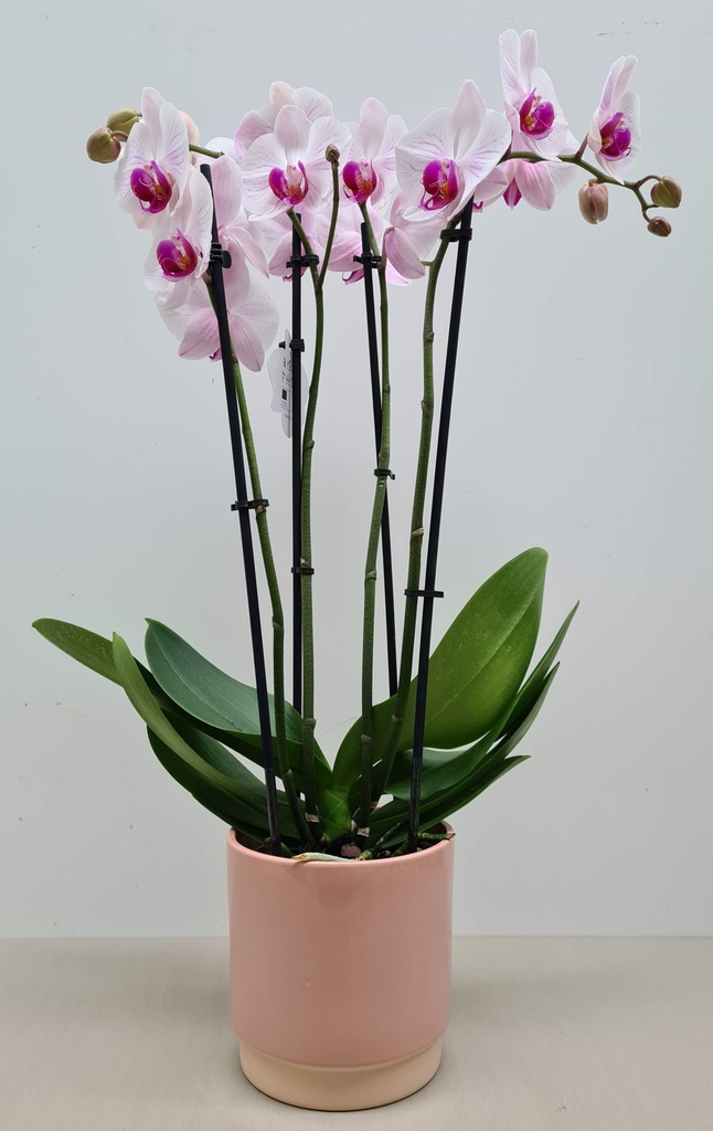 Roze orchidee met pot - Bloemenweelde