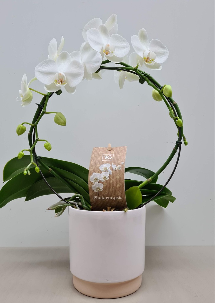 Witte orchidee met pot - Bloemenweelde