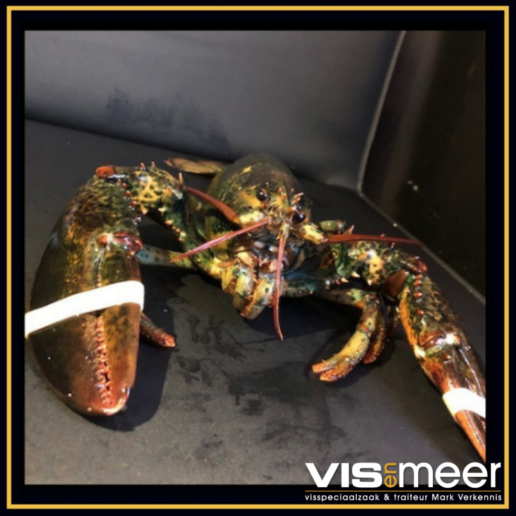 Levende kreeften - Vis en Meer
